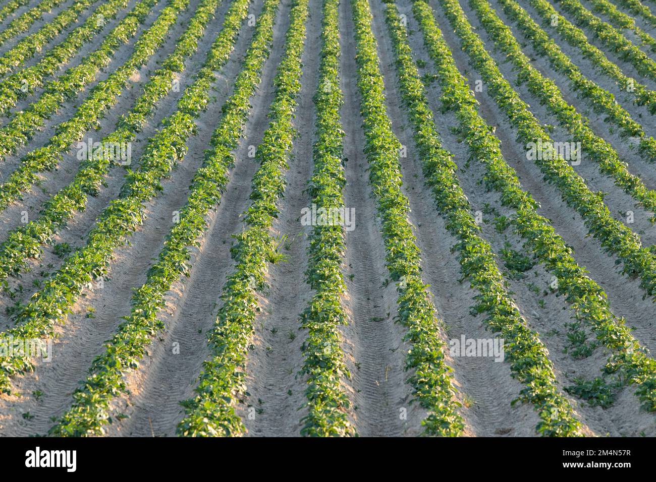 Perfect rows, Potato field, planting, farming Stock Photo - Alamy