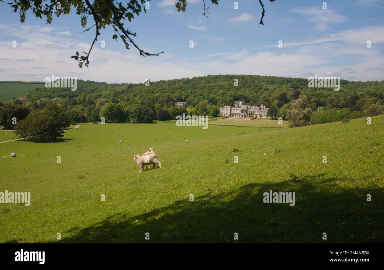grounds of West Dean gardens with West Dean college near Chichester ...