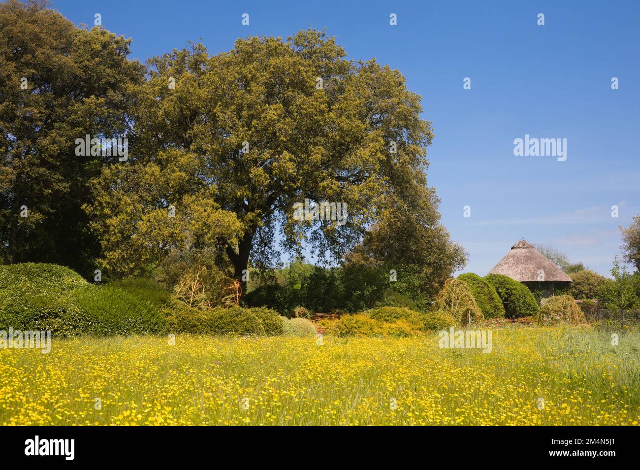 wildflower meadow, trees and blue sky in summer at West Dean gardens ...