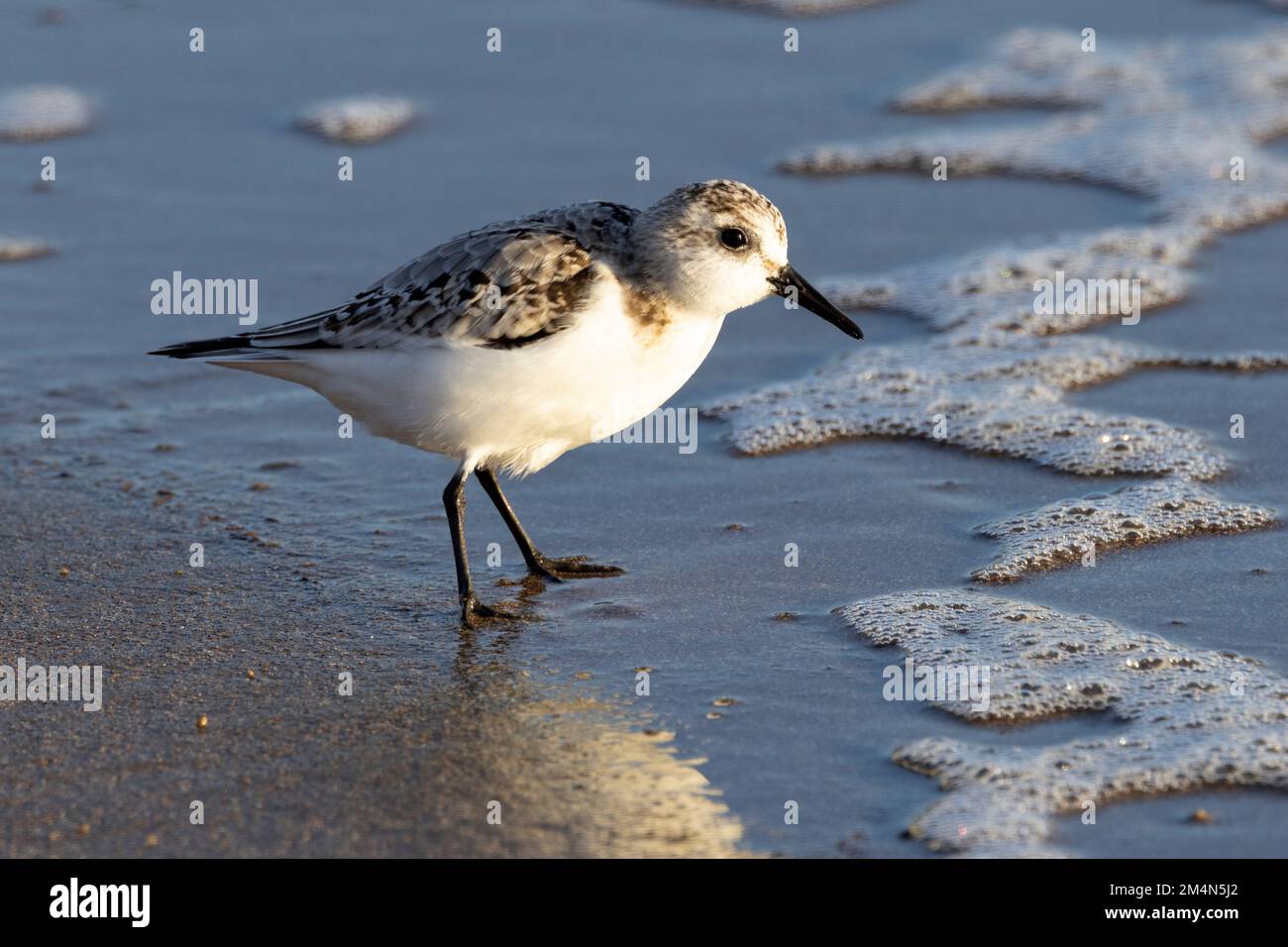 The Sanderling is a small wading bird that breeds in the High Arctic ...