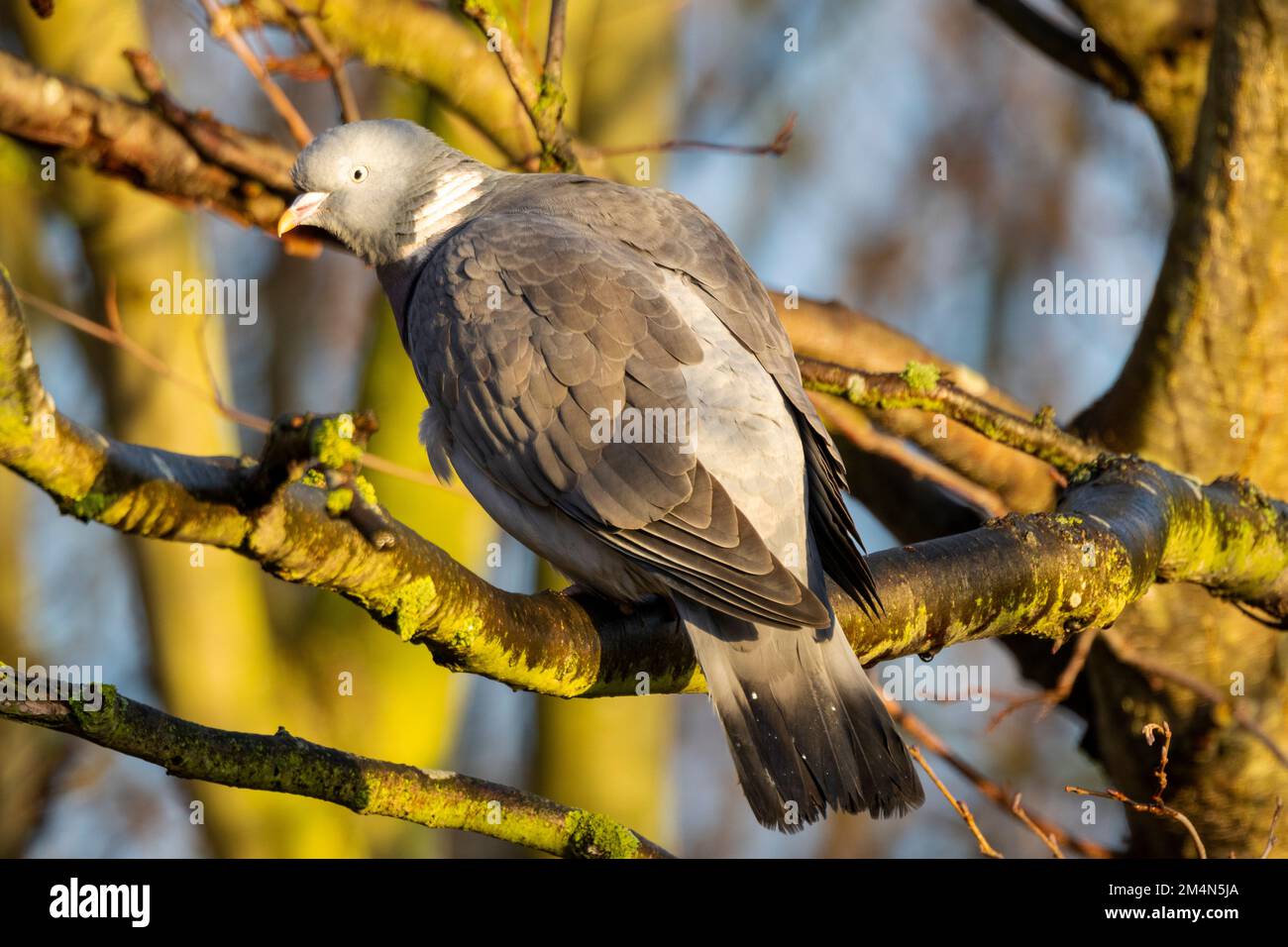 The Wood Pigeon is the largest of Europe's dove family and they are ...