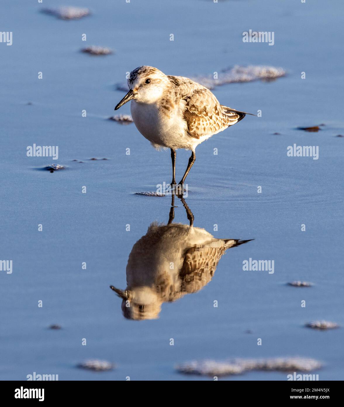 The Sanderling is a small wading bird that breeds in the High Arctic ...