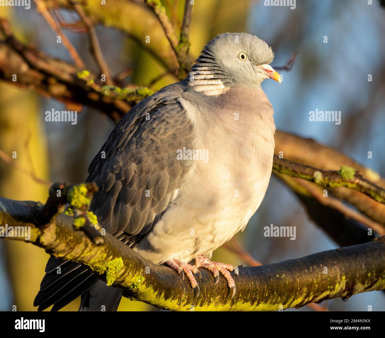 The Wood Pigeon is the largest of Europe's dove family and they are ...
