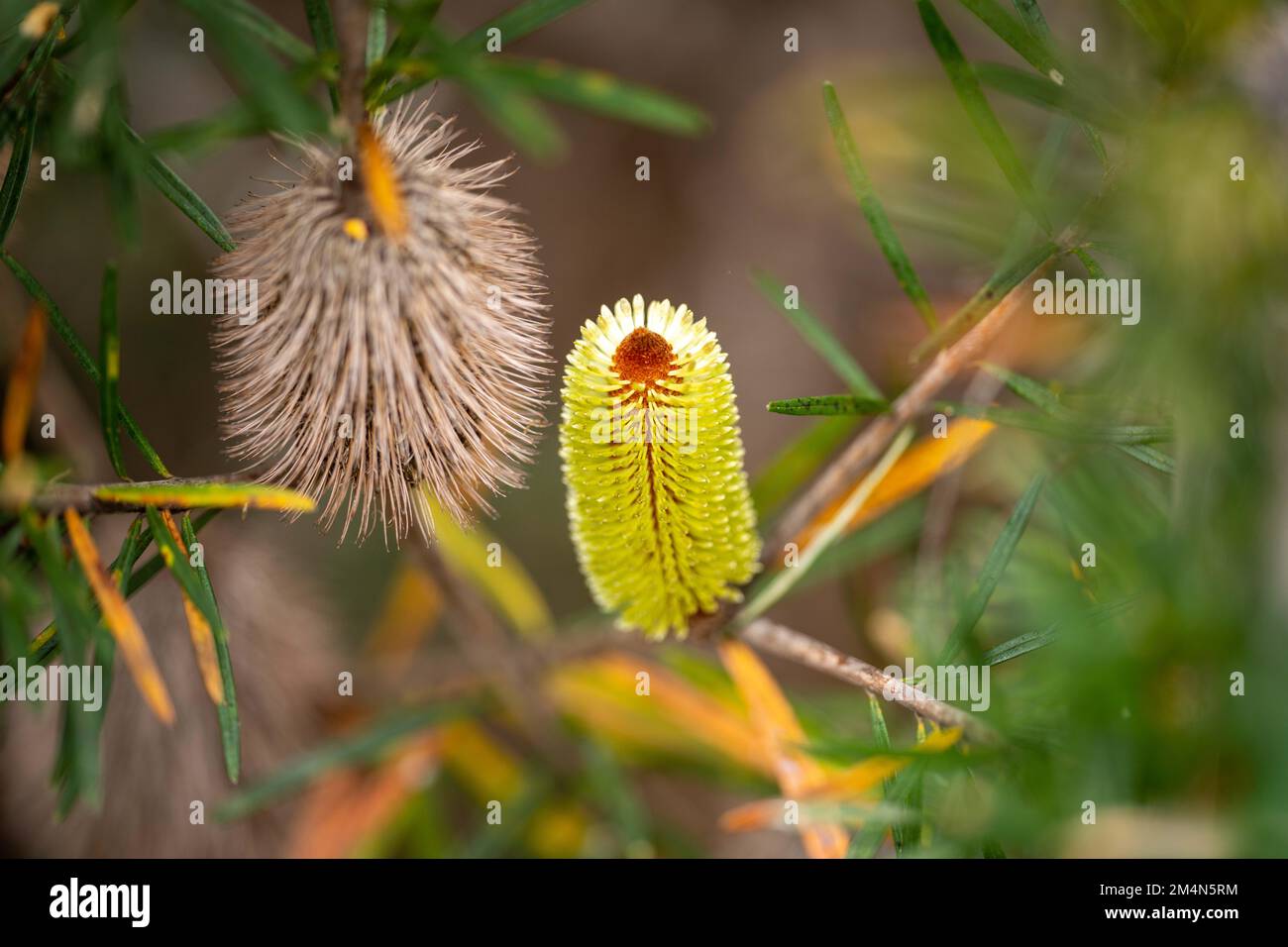 native plants with yellow flowers growing in the bush in tasmania ...