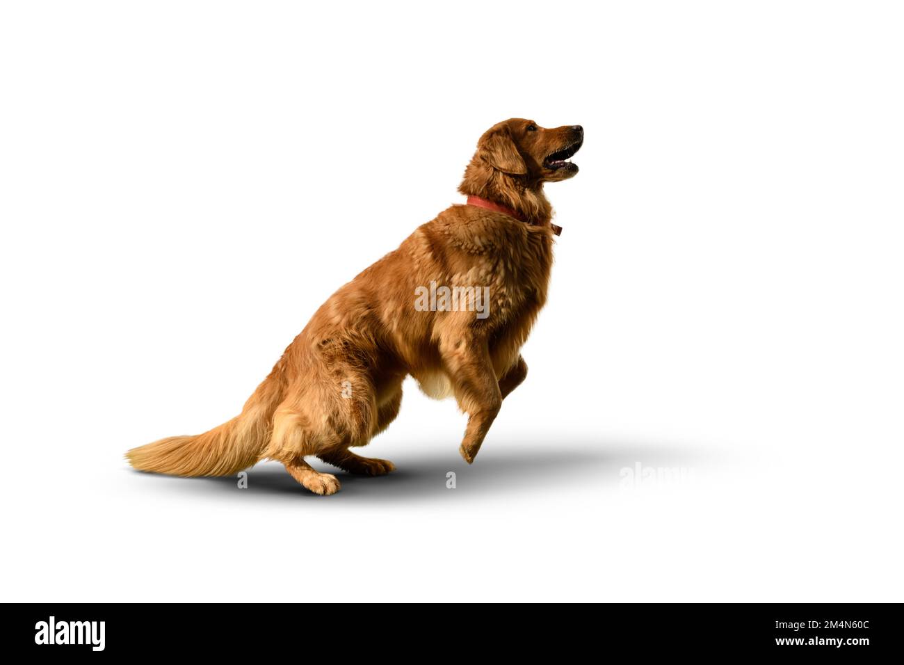 Golden retriever puppy jump Cut Out Stock Images & Pictures - Alamy