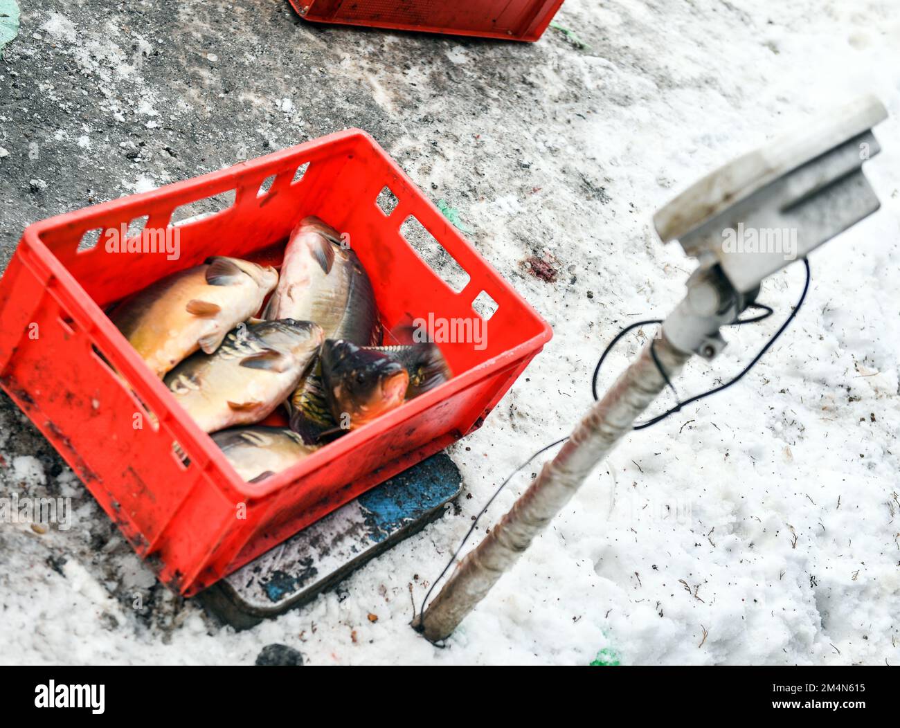 Christmas carp seen on a weighing scale from the monastery in Staniatki ...