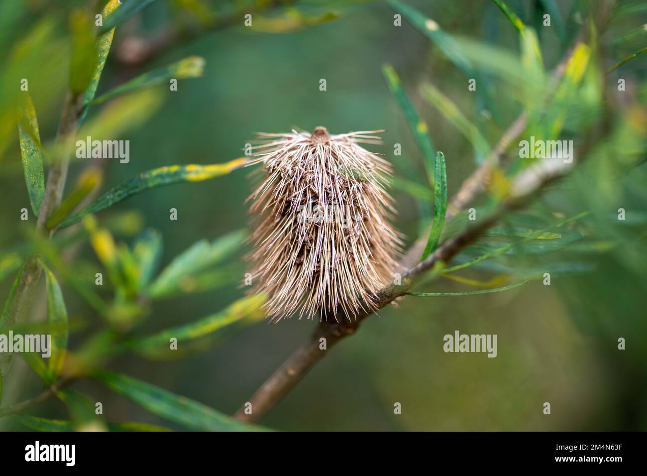 native plants with yellow flowers growing in the bush in tasmania ...