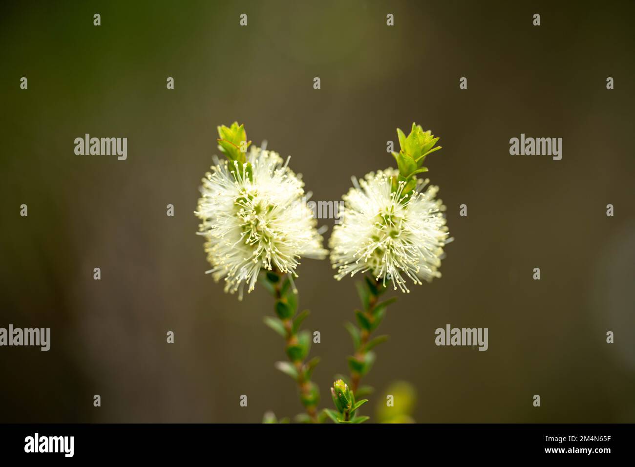 native plants with yellow flowers growing in the bush in tasmania ...