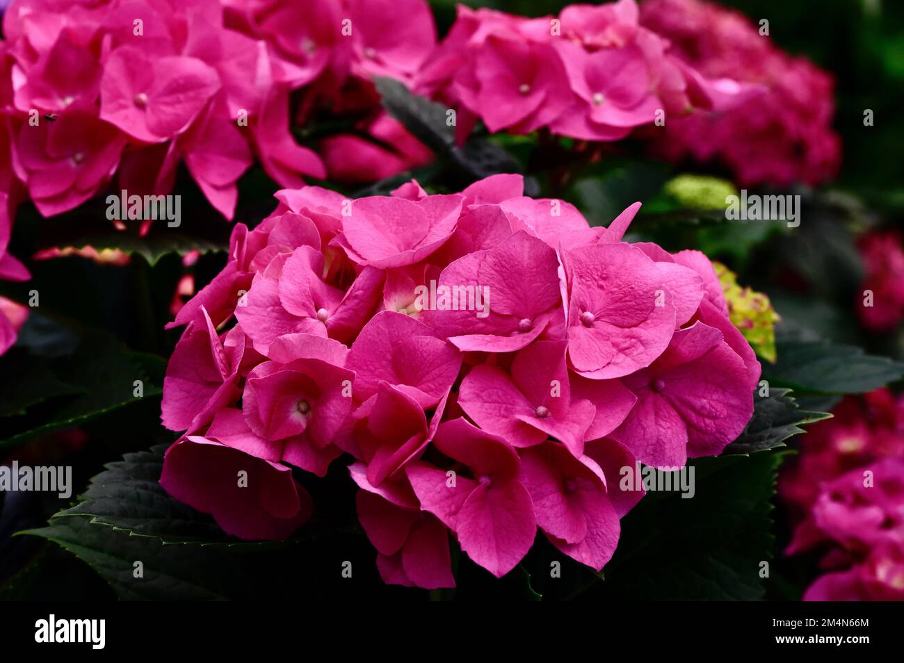 Merritts supreme hydrangea hi-res stock photography and images - Alamy
