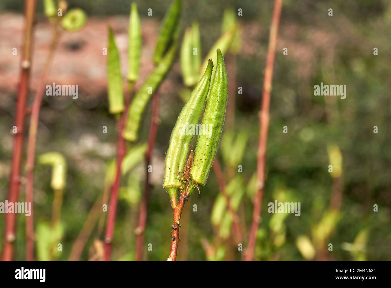 Okra fruits hi-res stock photography and images - Alamy