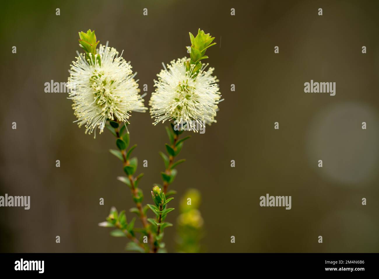 native plants with yellow flowers growing in the bush in tasmania ...