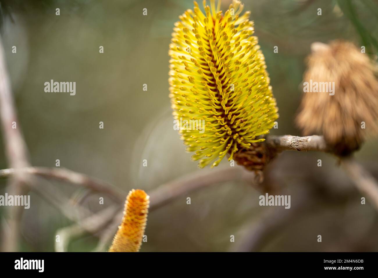 native plants with yellow flowers growing in the bush in tasmania ...