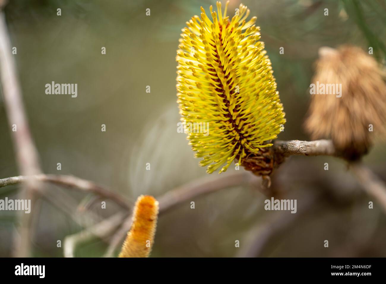 native plants with yellow flowers growing in the bush in tasmania ...