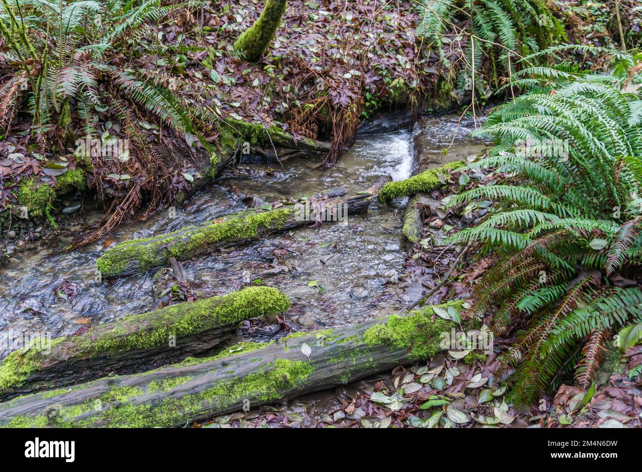 A stream at Dash Point State Park in Washington State. It is winter ...