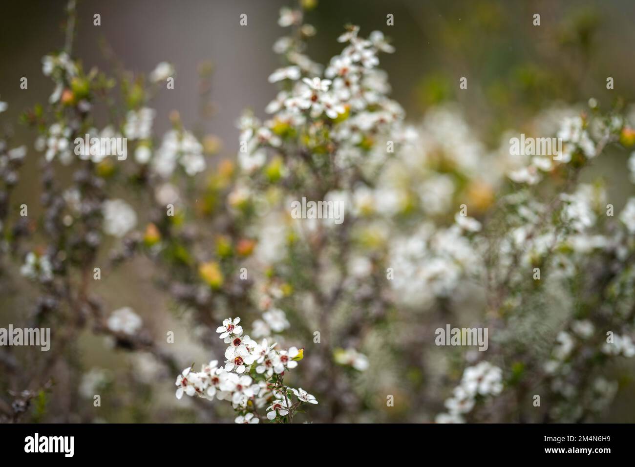 native plants with yellow flowers growing in the bush in tasmania ...