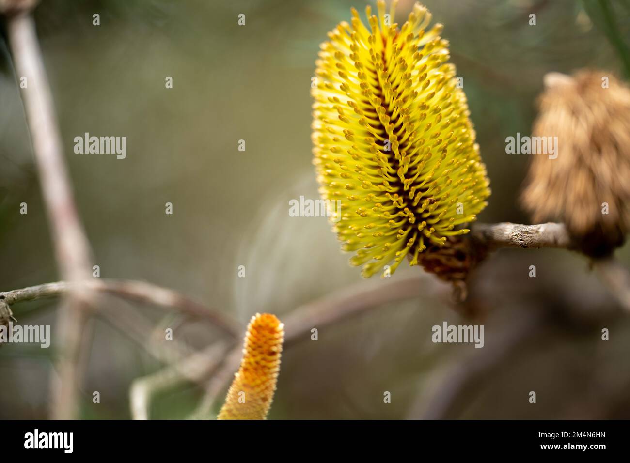 native plants with yellow flowers growing in the bush in tasmania ...