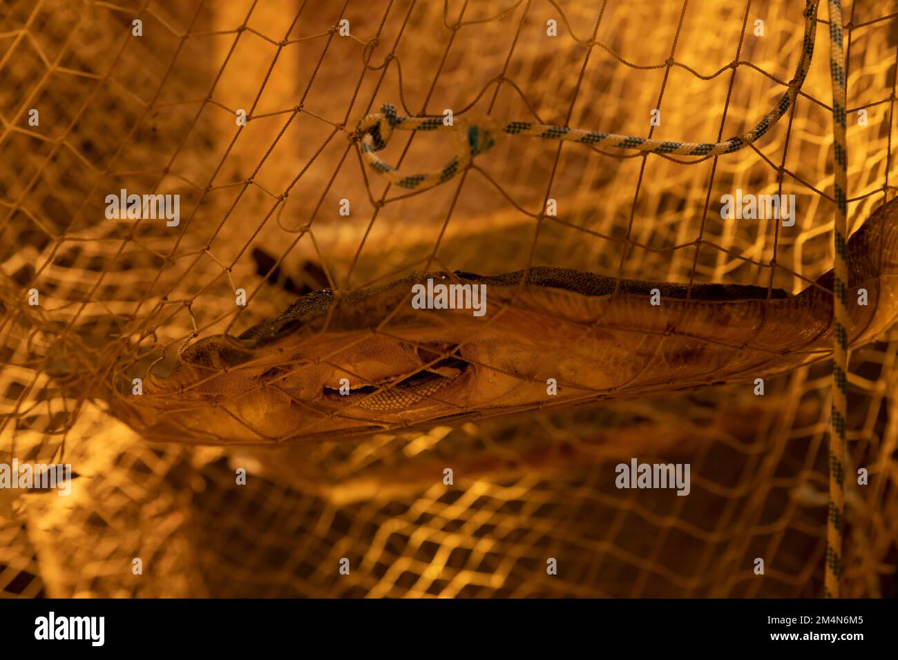 stingray caught in a fishing net as an example of net fishing Stock ...