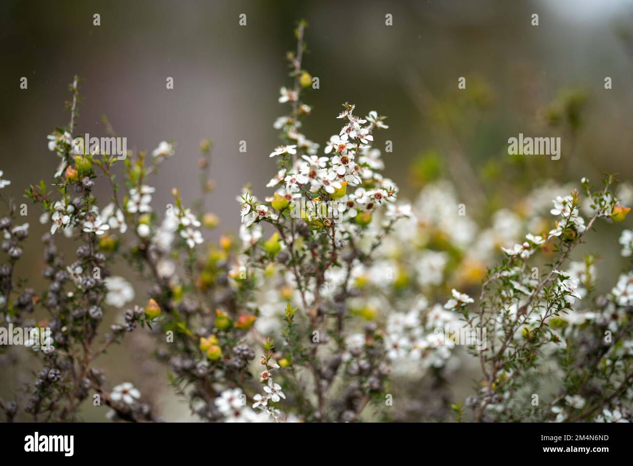 native plants with yellow flowers growing in the bush in tasmania ...