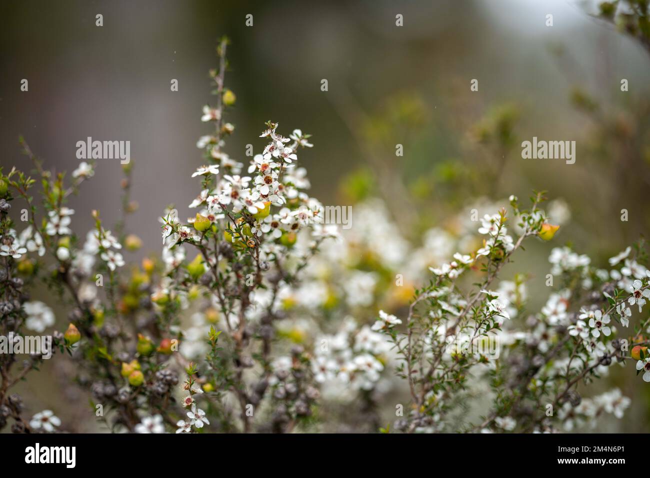 native plants with yellow flowers growing in the bush in tasmania ...