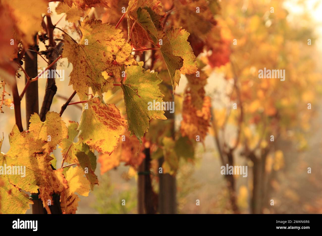 Filare di vigna hi-res stock photography and images - Alamy