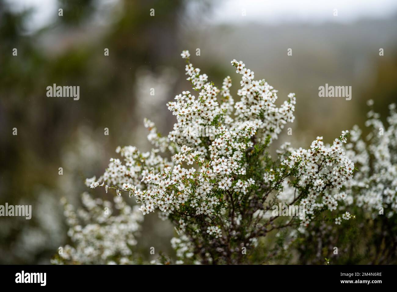 native plants with yellow flowers growing in the bush in tasmania ...