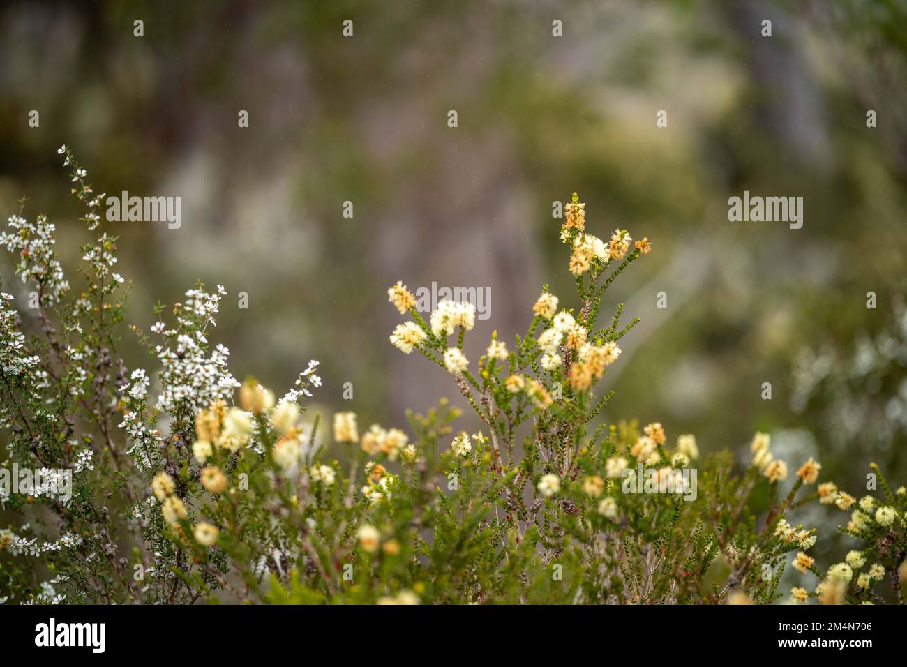native plants with yellow flowers growing in the bush in tasmania ...