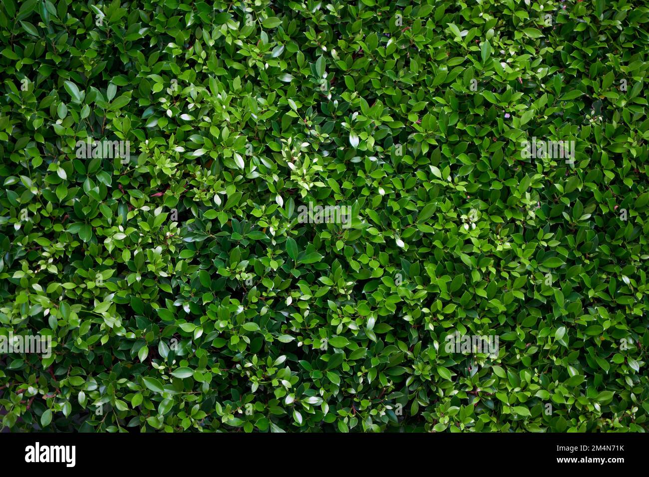 Wind pruned tree hi-res stock photography and images - Alamy