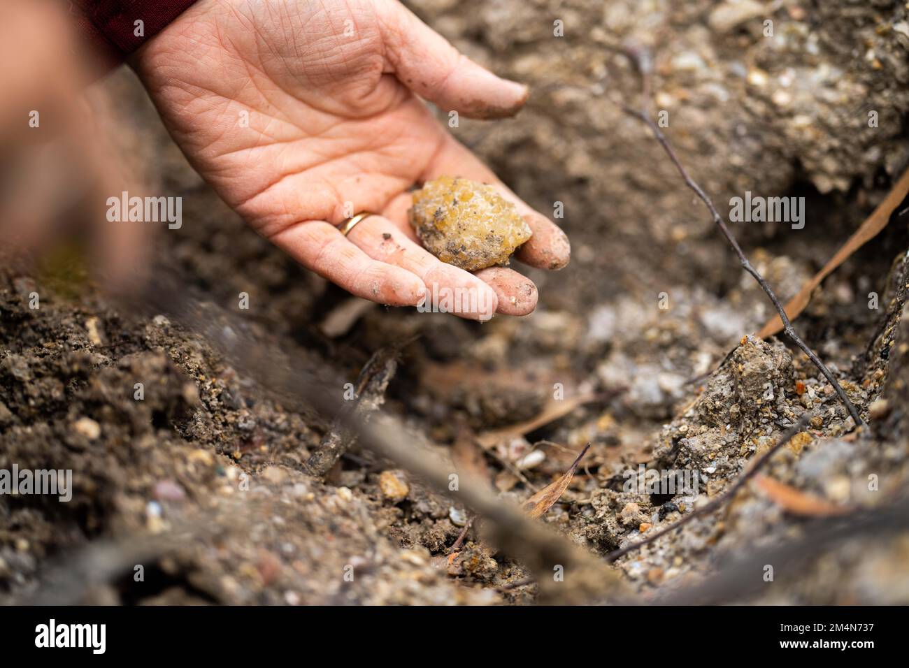 digging for gems and metals in australia in spring Stock Photo - Alamy