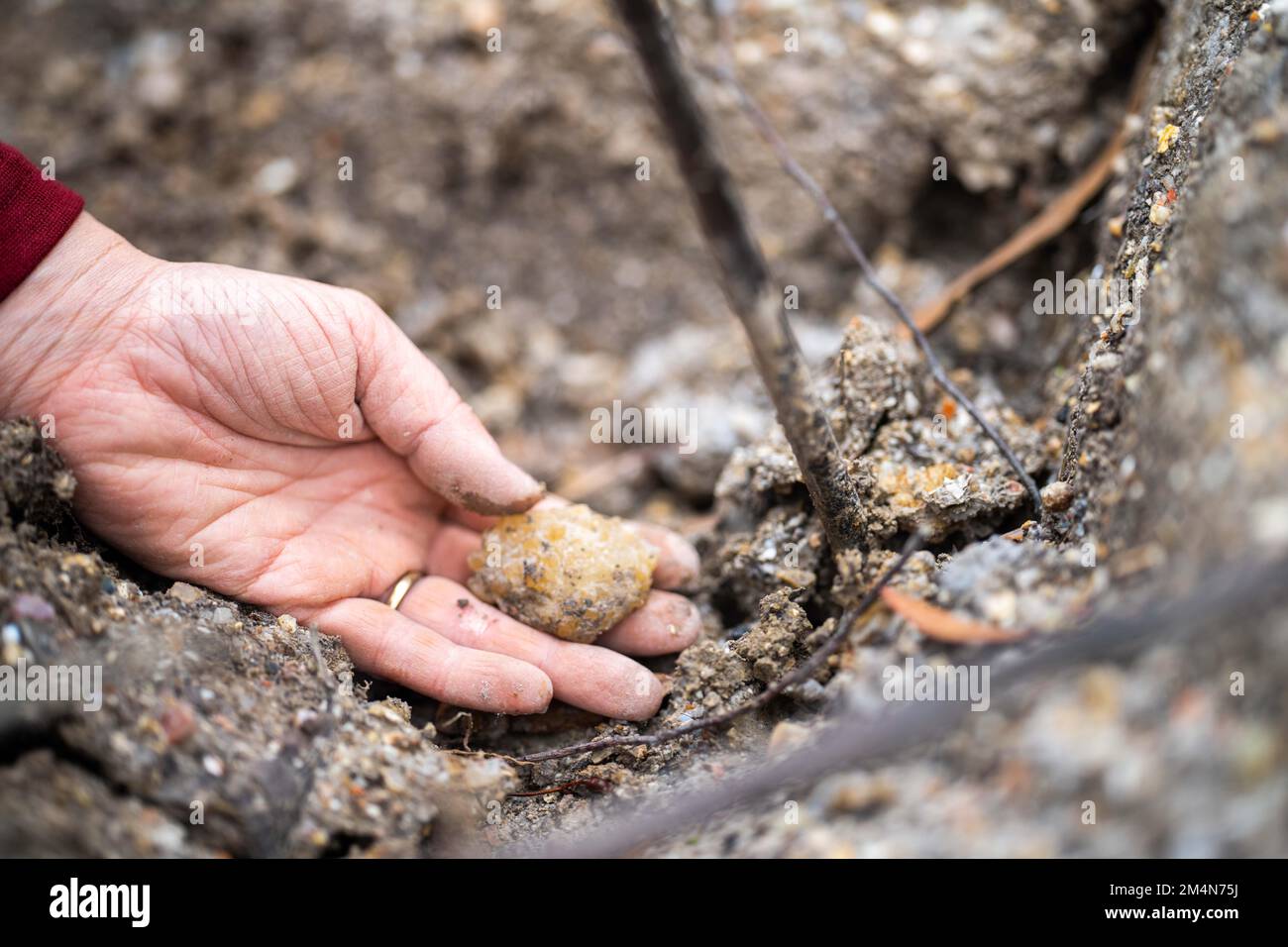 digging for gems and metals in australia in spring Stock Photo - Alamy