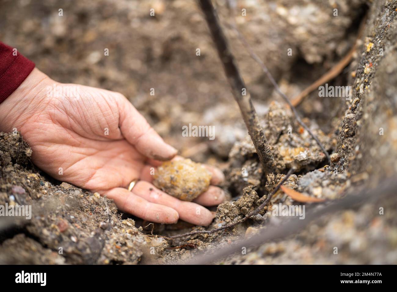 digging for gems and metals in australia in spring Stock Photo - Alamy