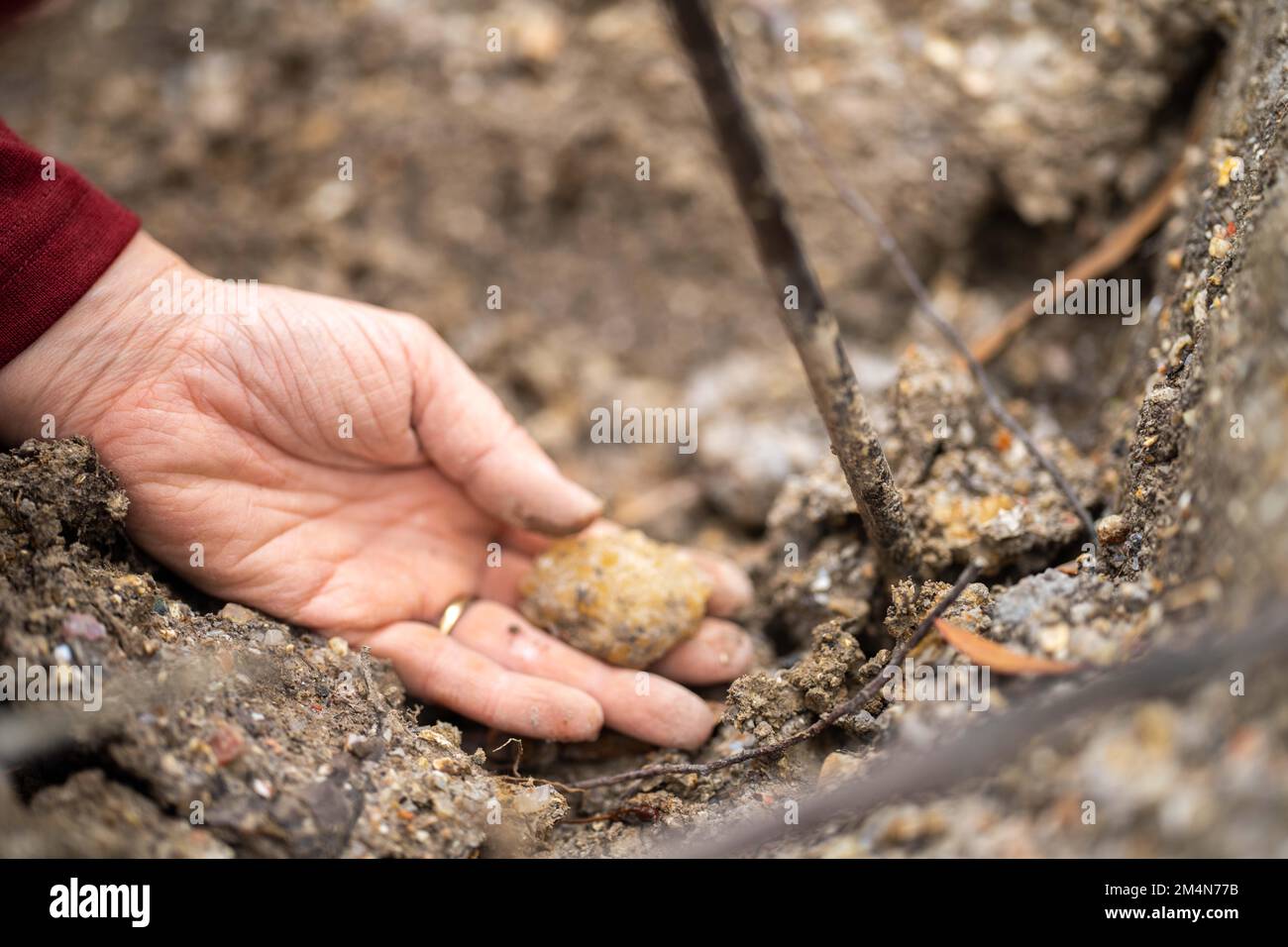 digging for gems and metals in australia in spring Stock Photo - Alamy