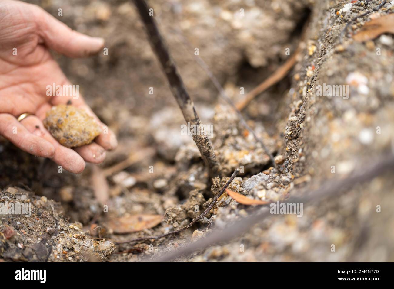 digging for gems and metals in australia in spring Stock Photo - Alamy