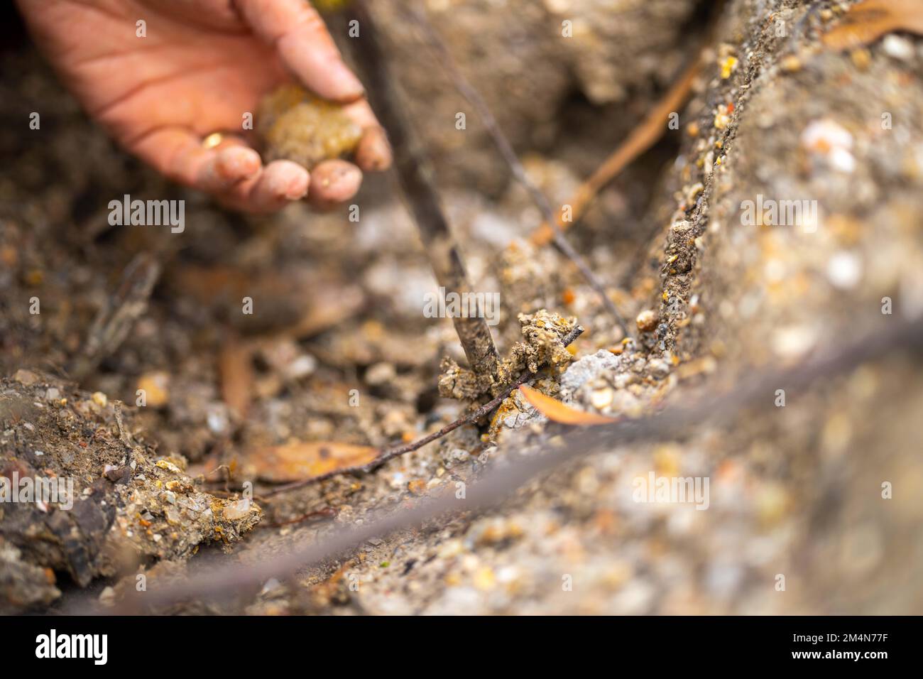 digging for gems and metals in australia in spring Stock Photo - Alamy