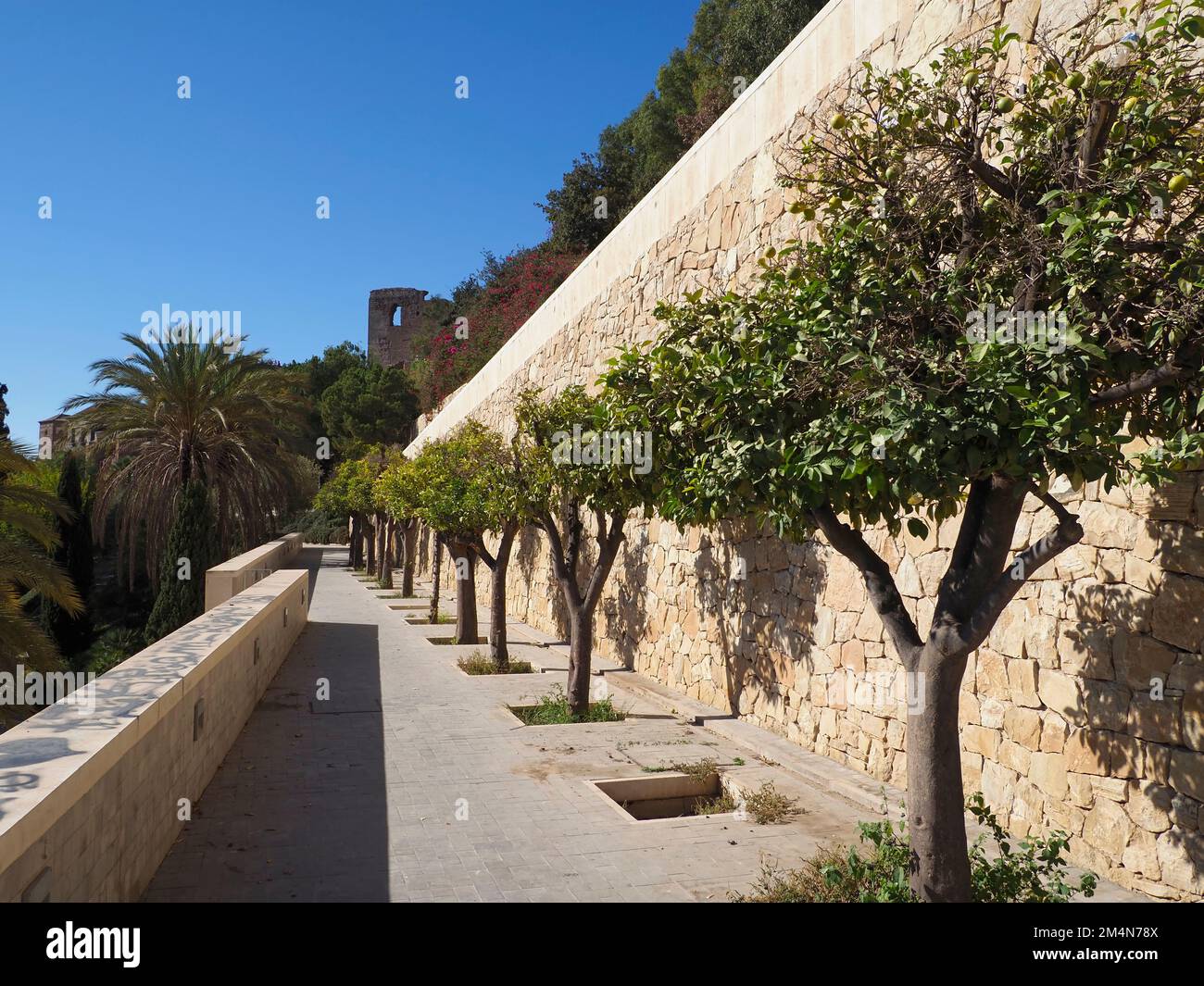 lemon trees in The Coracha gardens with ramps and stairs, Malaga,Spain ...