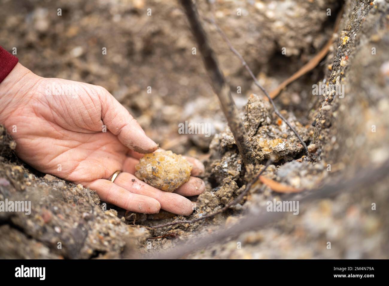 digging for gems and metals in australia in spring Stock Photo - Alamy