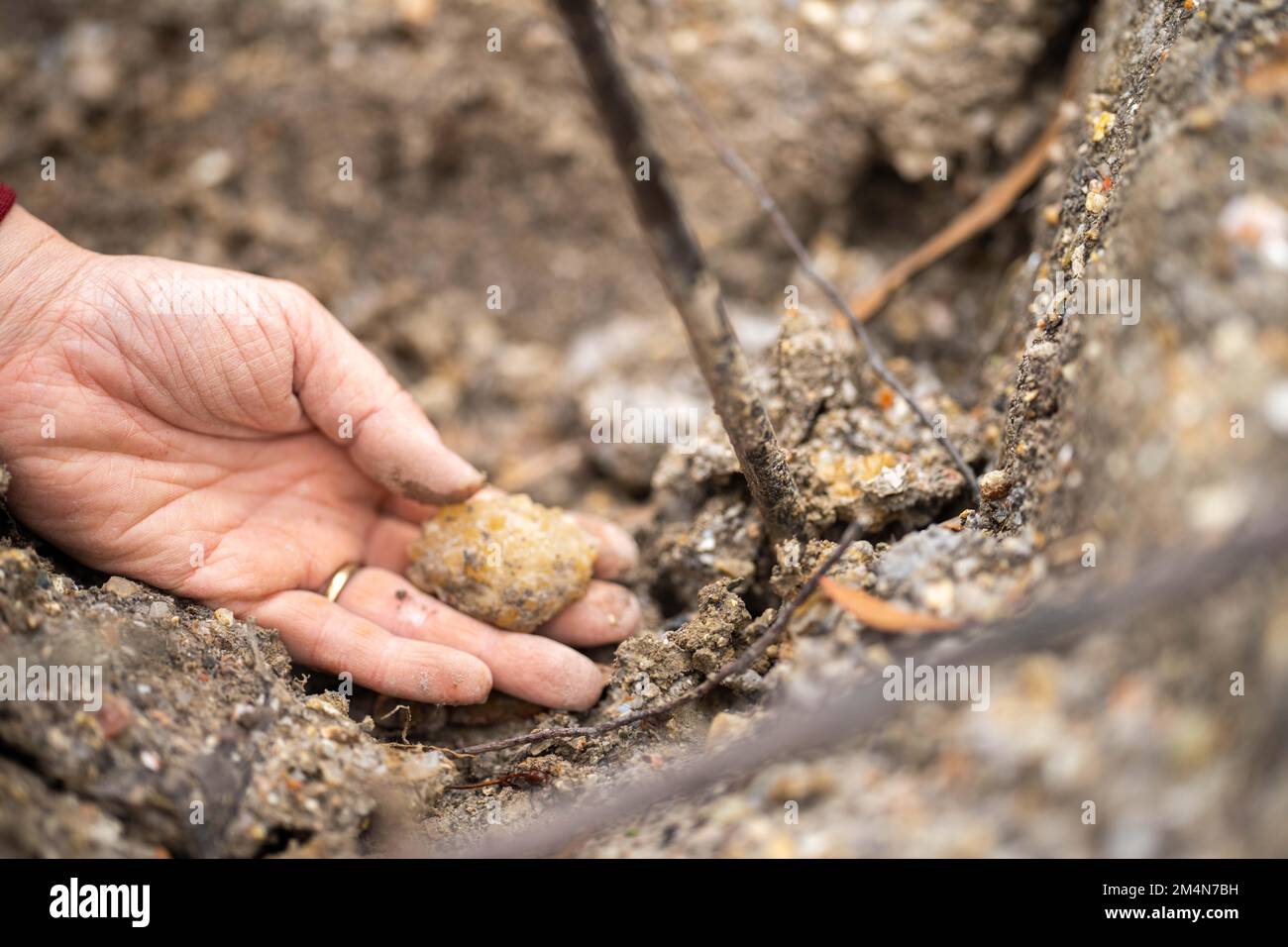 digging for gems and metals in australia in spring Stock Photo - Alamy