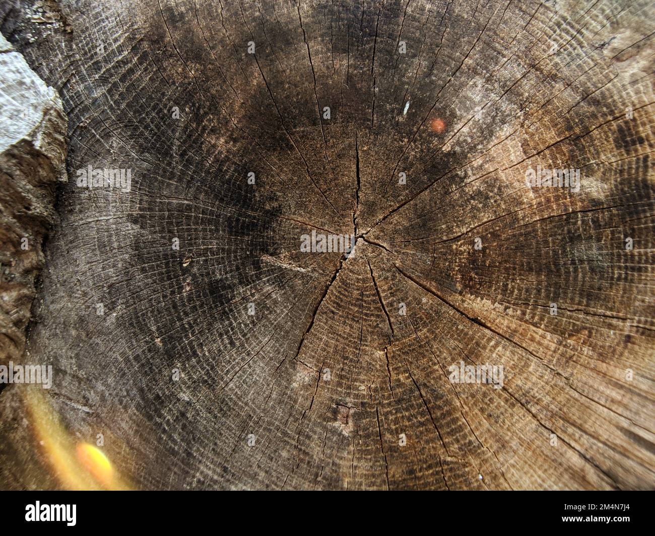 Details of a stump hi-res stock photography and images - Alamy