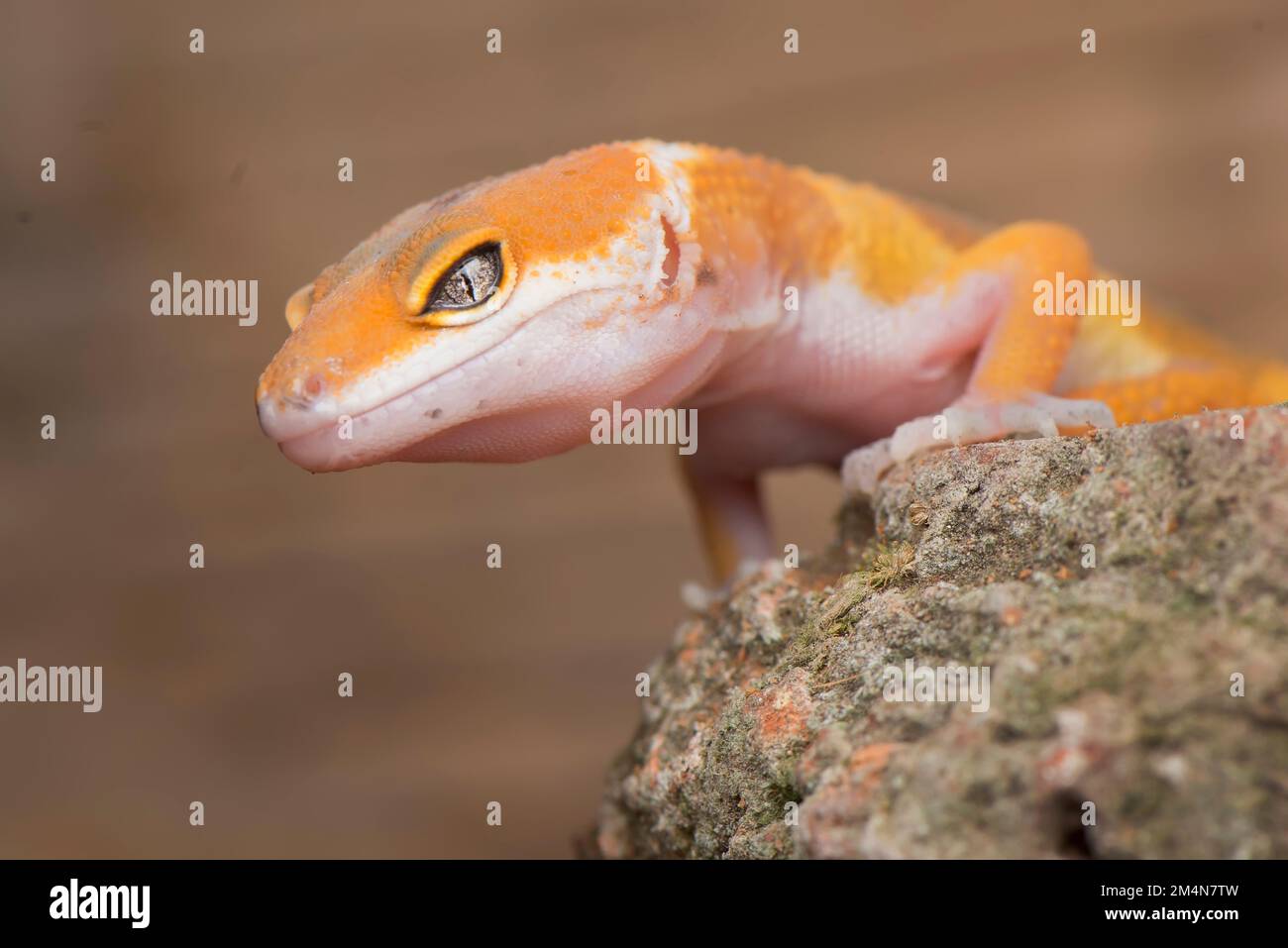 Side view of gecko hi-res stock photography and images - Alamy