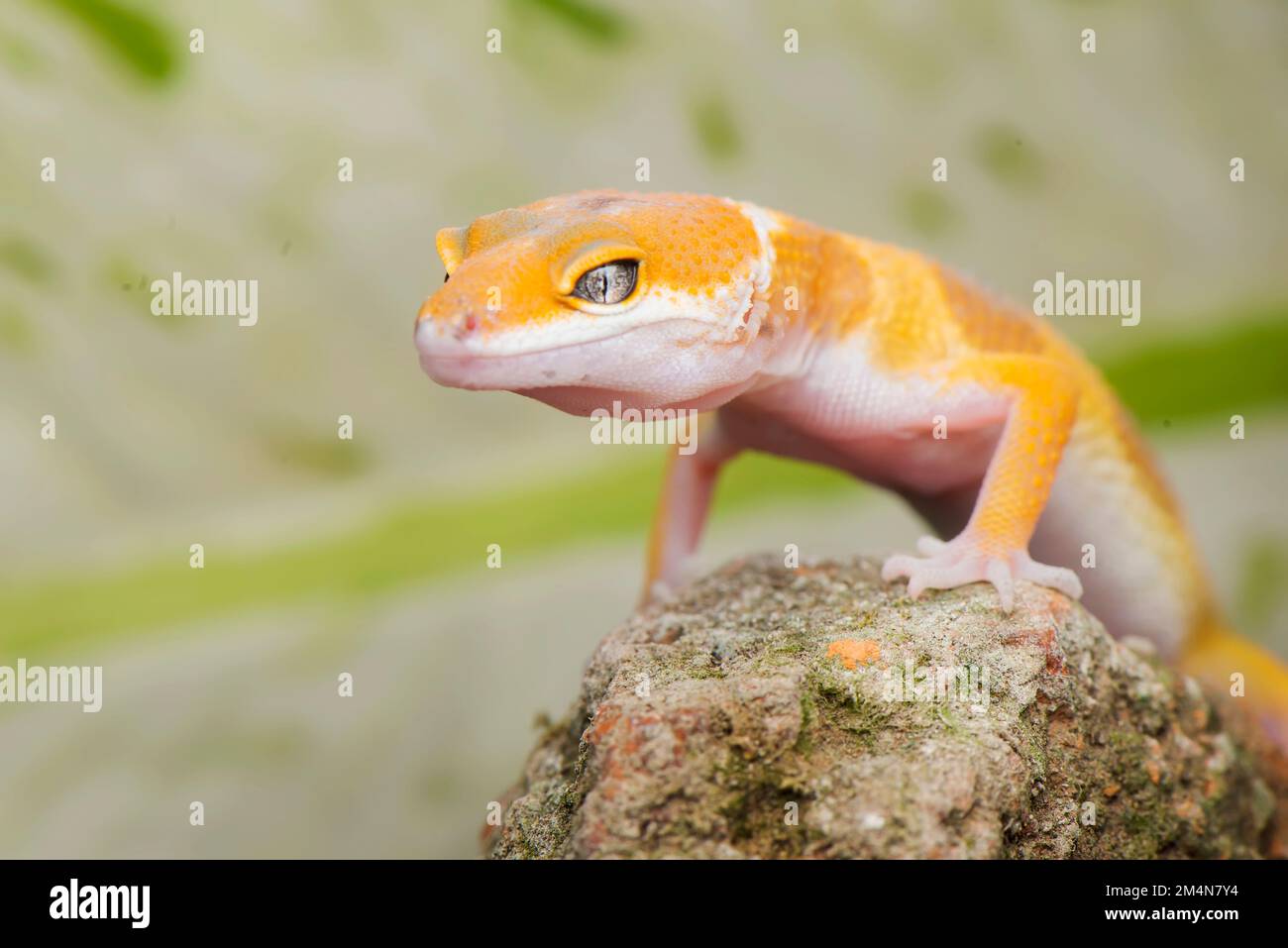 gecko on the earth Stock Photo - Alamy