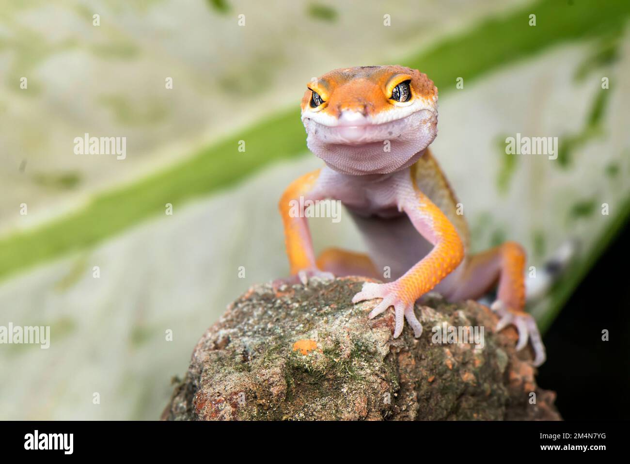 gecko on the earth Stock Photo - Alamy