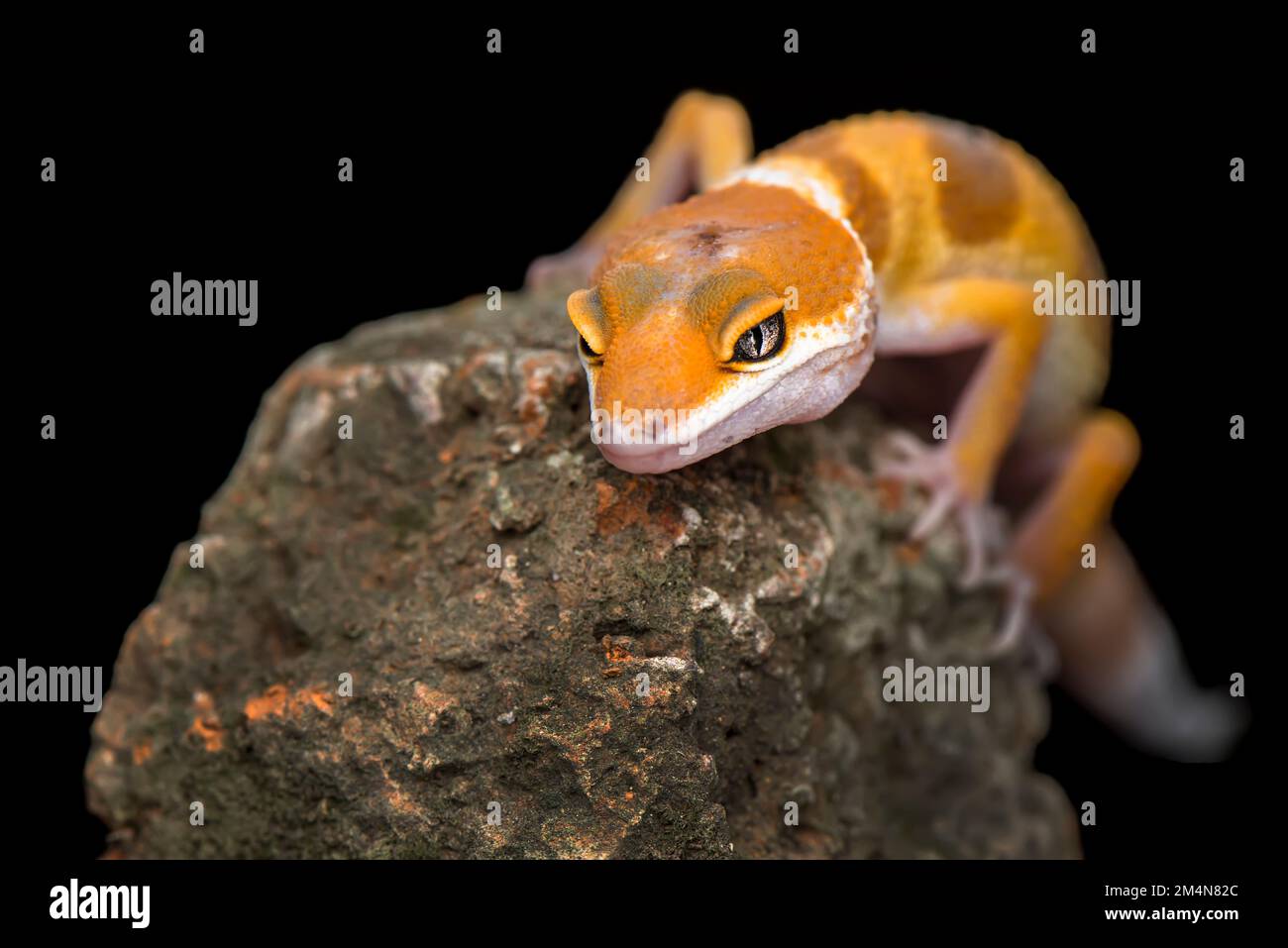 gecko on the earth Stock Photo - Alamy