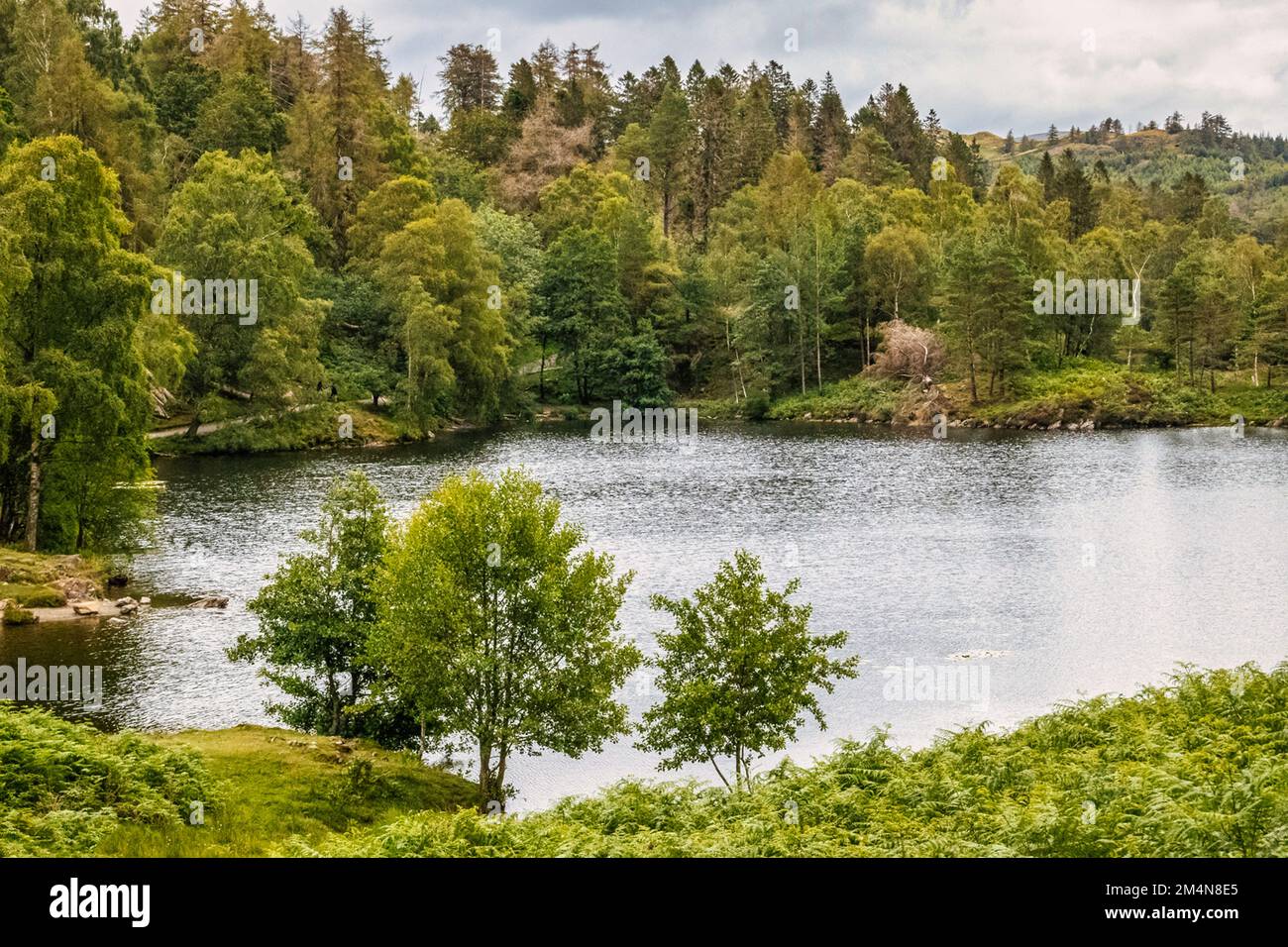 A beautiful view of the natural landscape around Lake Tarn Hows in ...