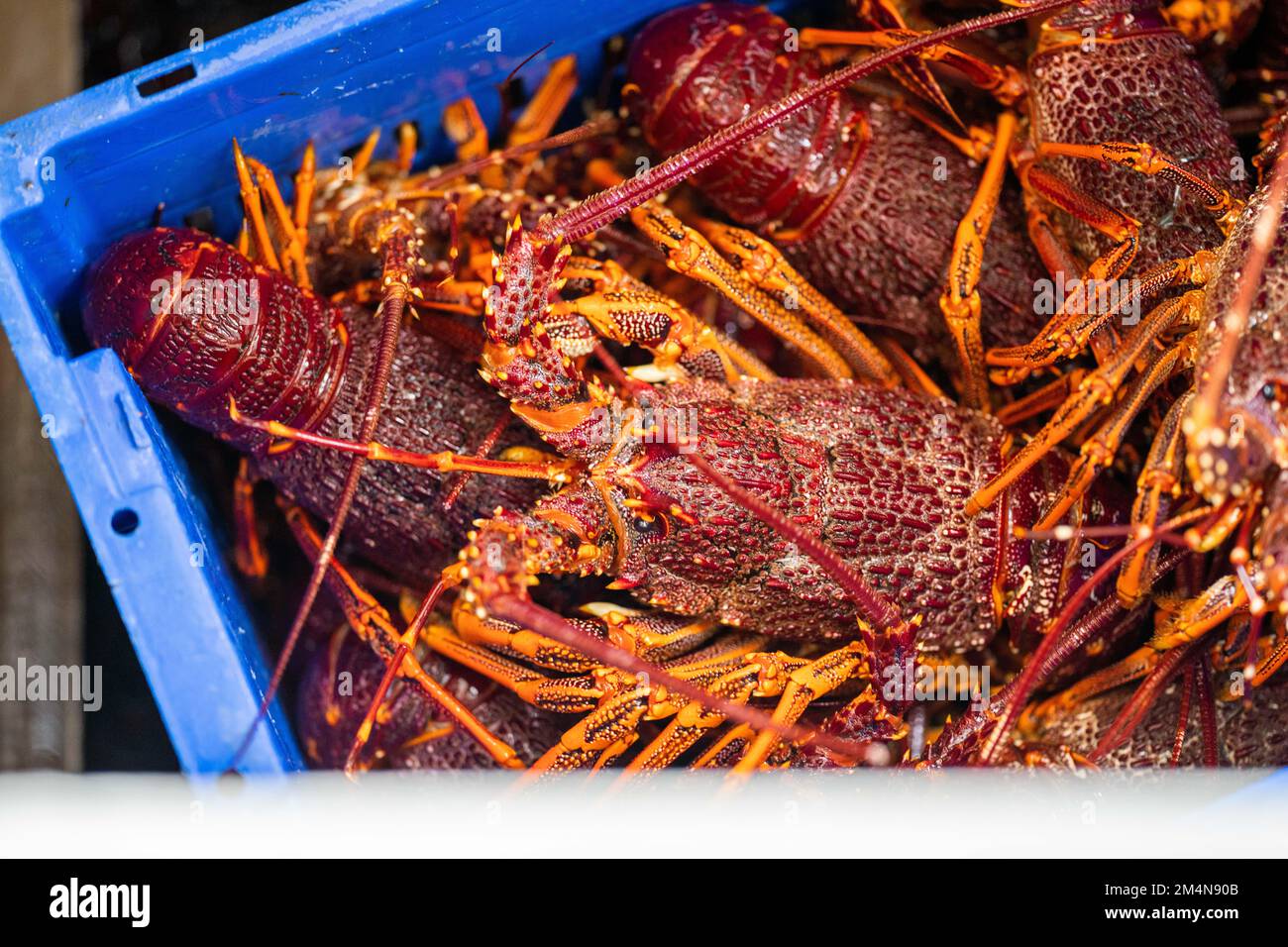 unloading a fishing boat and using scales to weight lobster. Catching ...