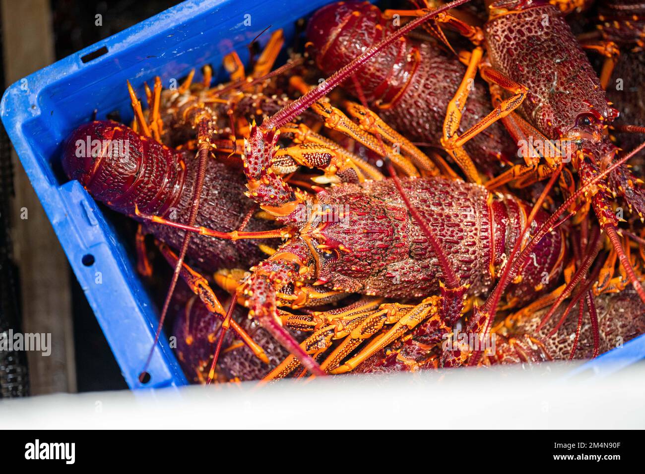 fish market with fish and crustations. seafood in australia Stock Photo ...