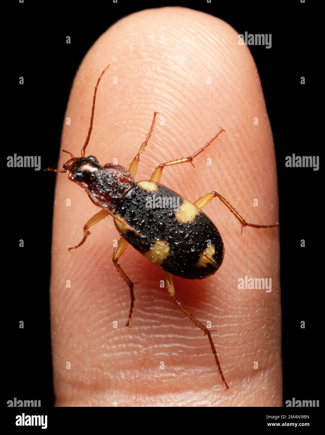 Beautiful Yellow spotted ground beetle on finger Stock Photo - Alamy
