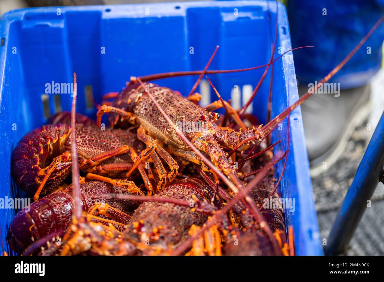 South african lobsters hi-res stock photography and images - Alamy