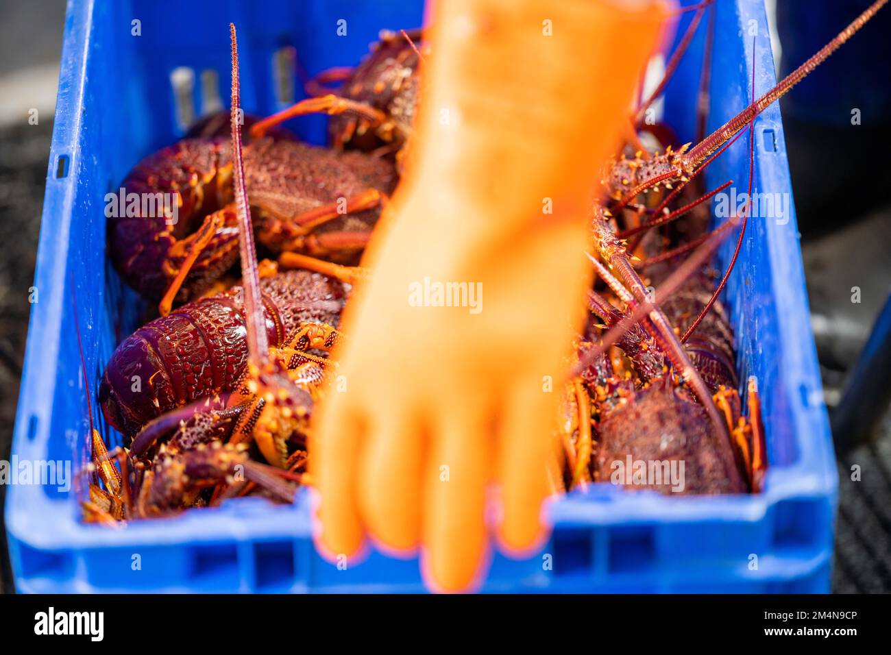 French blue lobsters hi-res stock photography and images - Alamy