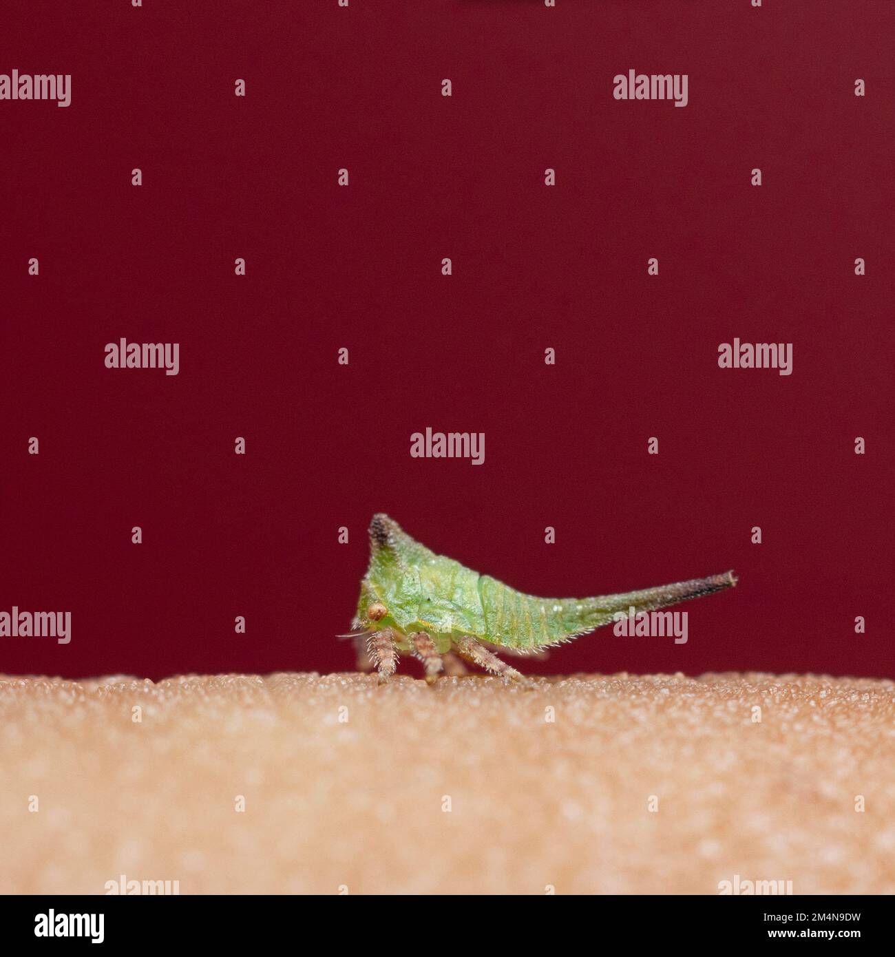 Brown treehopper hi-res stock photography and images - Alamy