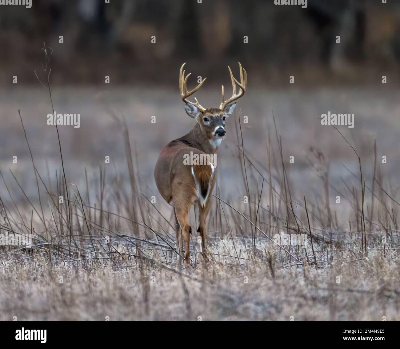 Whitetail Deer Background