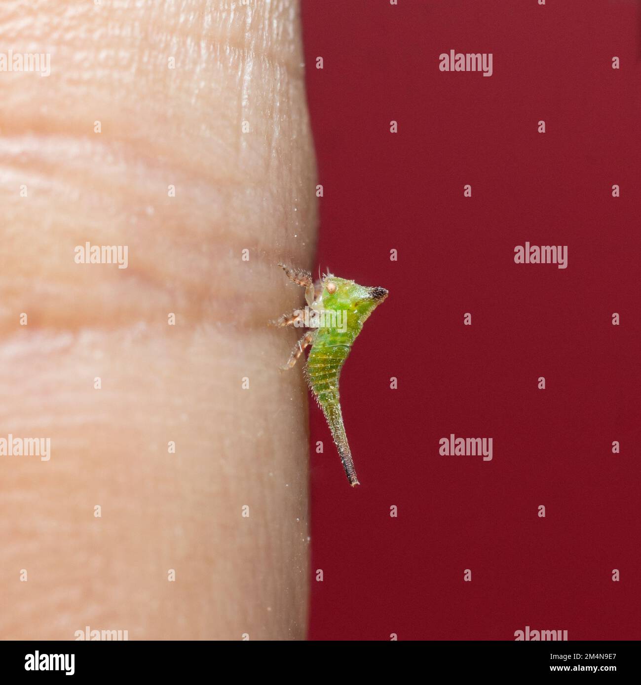 Tri horned treehopper hi-res stock photography and images - Alamy